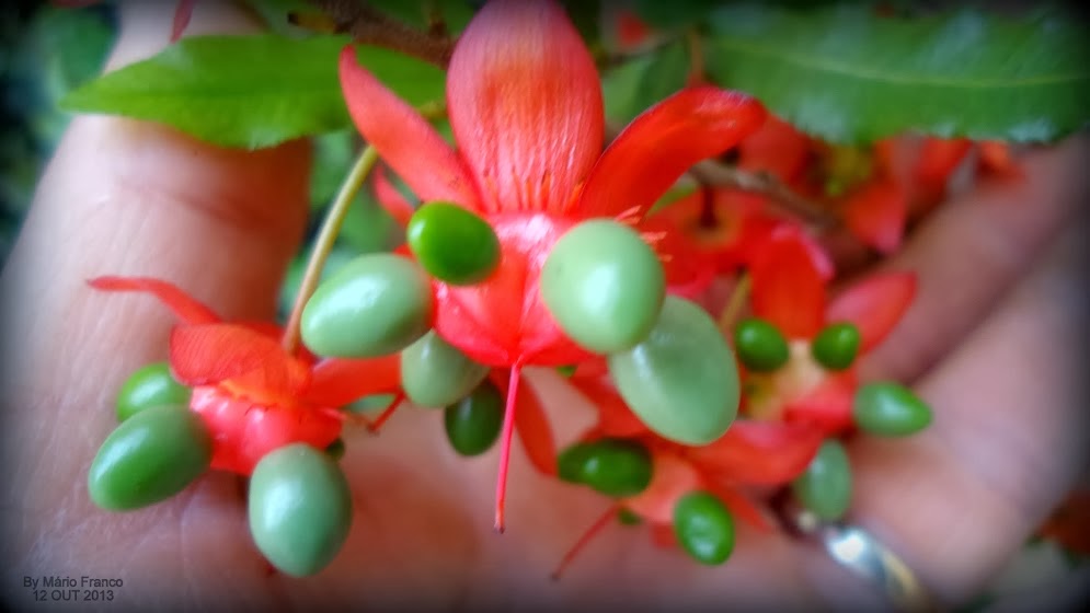 Características e cultivo da Ócna (Ochna serrulata) - PlantaSonya - O ...