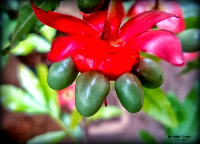 Características e cultivo da Ócna (Ochna serrulata) - PlantaSonya - O ...