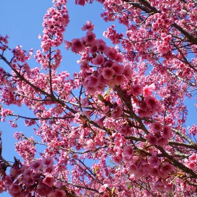 Características da Cerejeira de Okinawa (Prunus campanulata ...