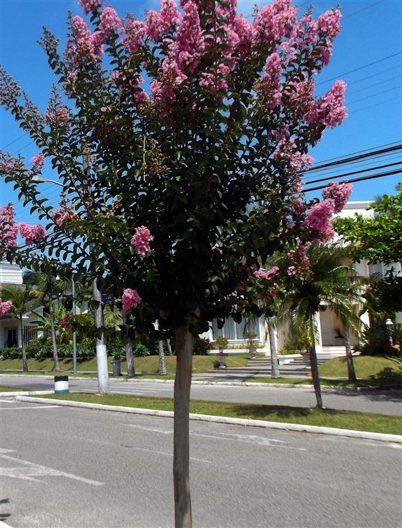 Como cuidar da Árvore-de-Júpiter (Lagerstroemia indica) - PlantaSonya ...
