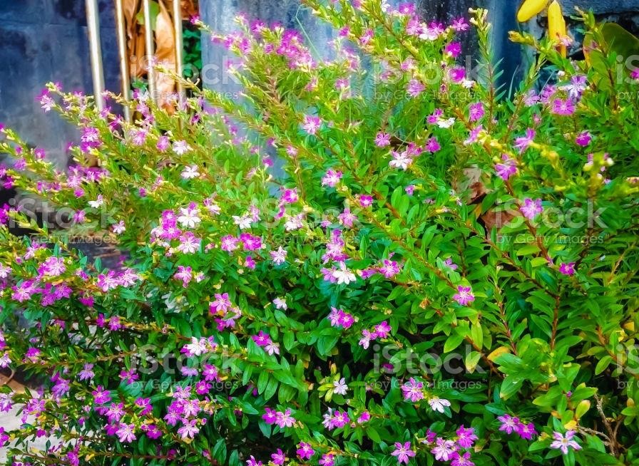 Saiba como cultivar a Érica roxa (Cuphea hyssopifolia) - PlantaSonya ...