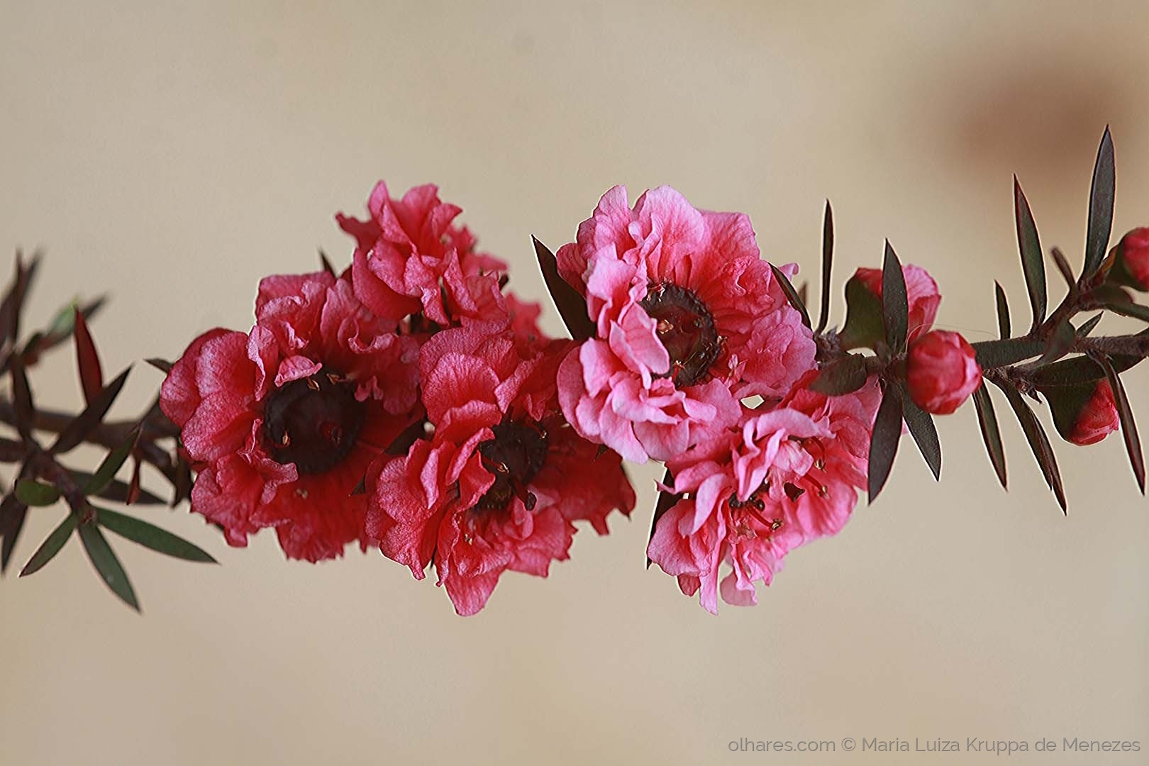 Cultivo da Falsa Érica (Cuphea gracilis) - PlantaSonya - O seu blog ...