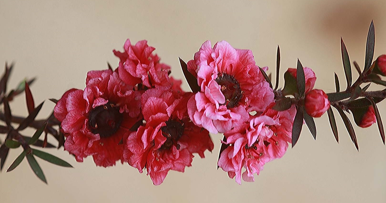 Aprenda a cultivar a Érica-japonesa (Leptospermum scoparium ...