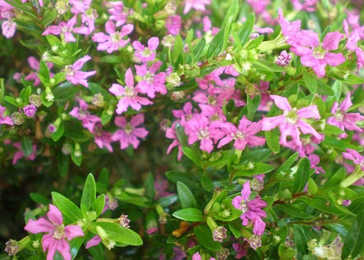 Características e cultivo da planta Érica - PlantaSonya - O seu blog ...