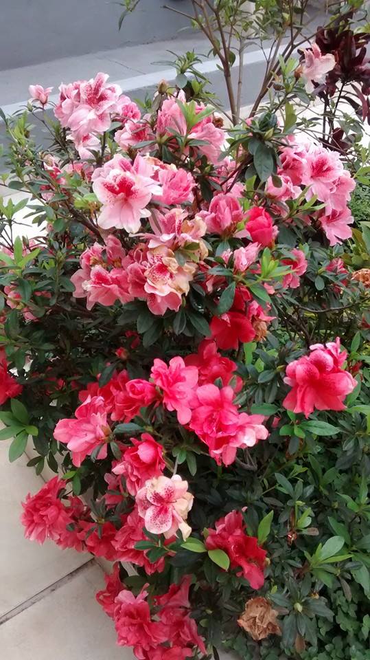 Cuidando das Azaléias - PlantaSonya - O seu blog sobre cultivo de ...