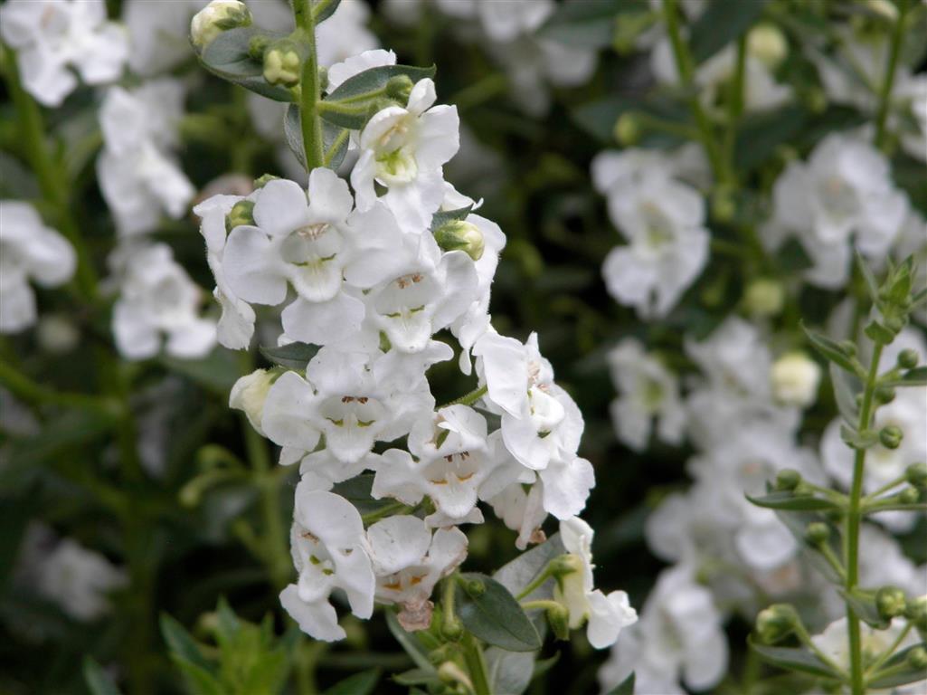 Características e cultivo da Angelônia (Angelonia angustifólia ...