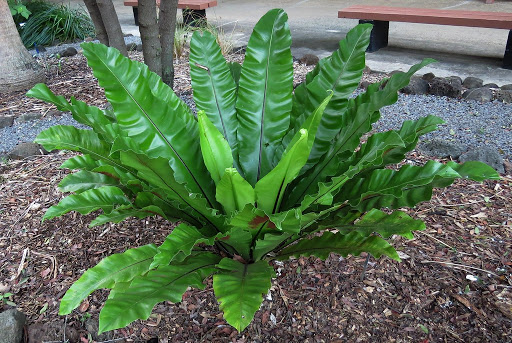 2020 September 26 - PlantaSonya - O seu blog sobre cultivo de plantas e ...