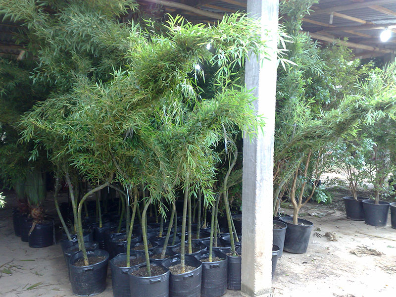 As características do Bambu-mossó (Phyllostachys edulis) - PlantaSonya ...