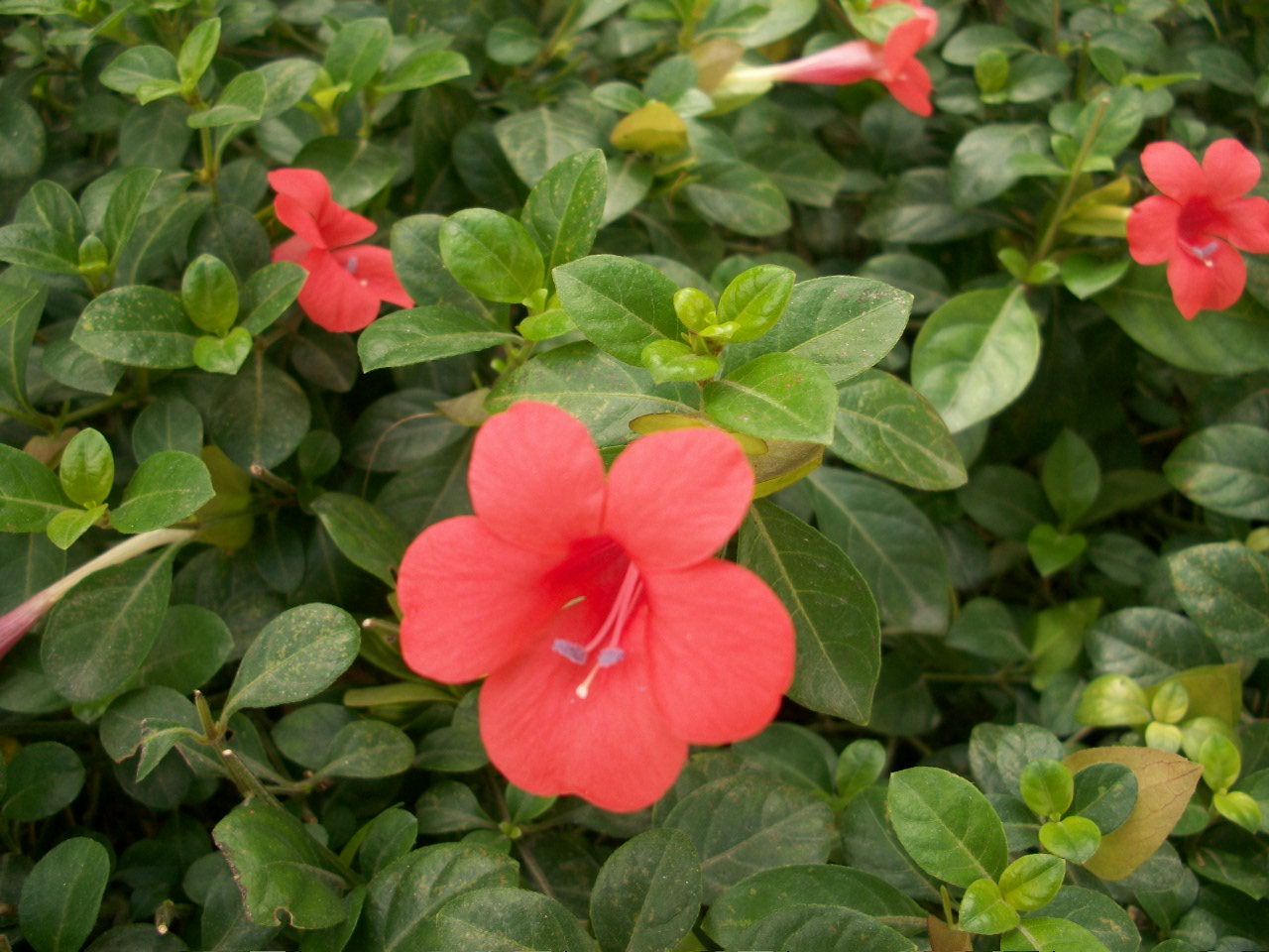 Violeta das Filipinas – (Barleria cristata) - PlantaSonya - O seu blog ...
