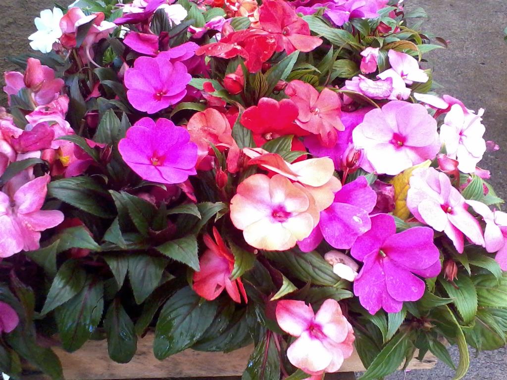 Características da flor Beijo-pintado - PlantaSonya - O seu blog sobre ...