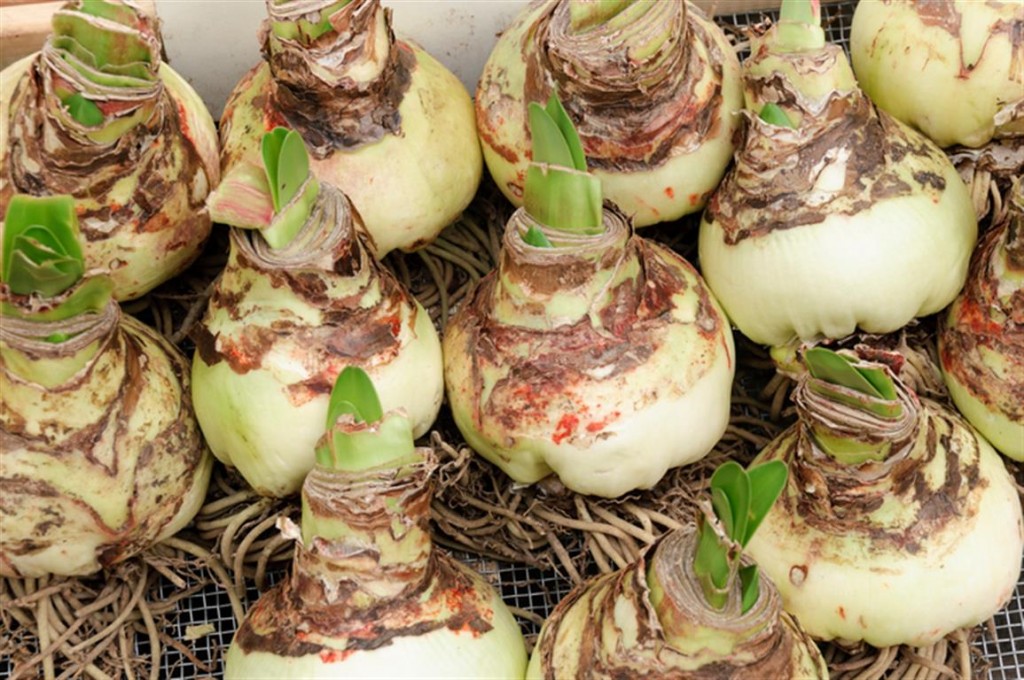 Saiba como cultivar Bulbos - PlantaSonya - O seu blog sobre cultivo de ...