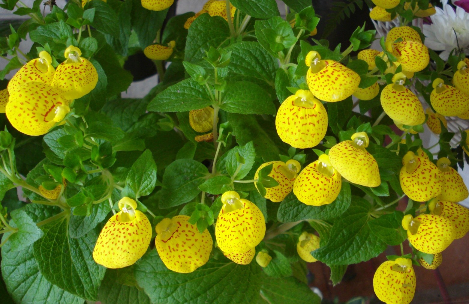 Características e cultivo da Calceolária - PlantaSonya - O seu blog ...