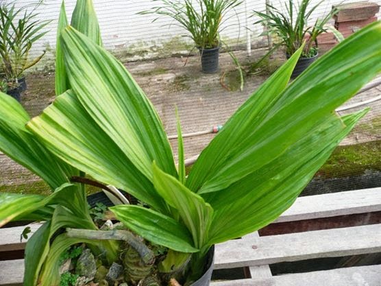 Orquídeas e Bromélias - PlantaSonya - O seu blog sobre cultivo de ...