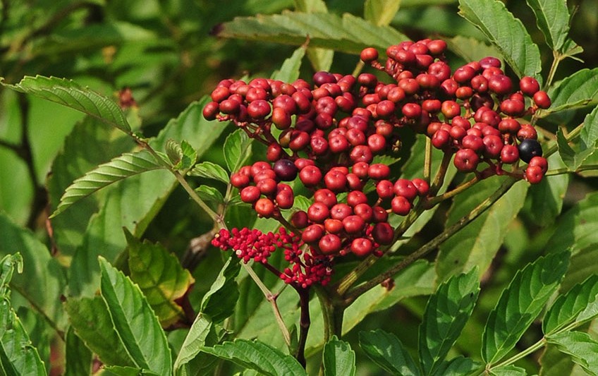 Características e cultivo da Léia (Leea coccinea) - PlantaSonya - O seu ...