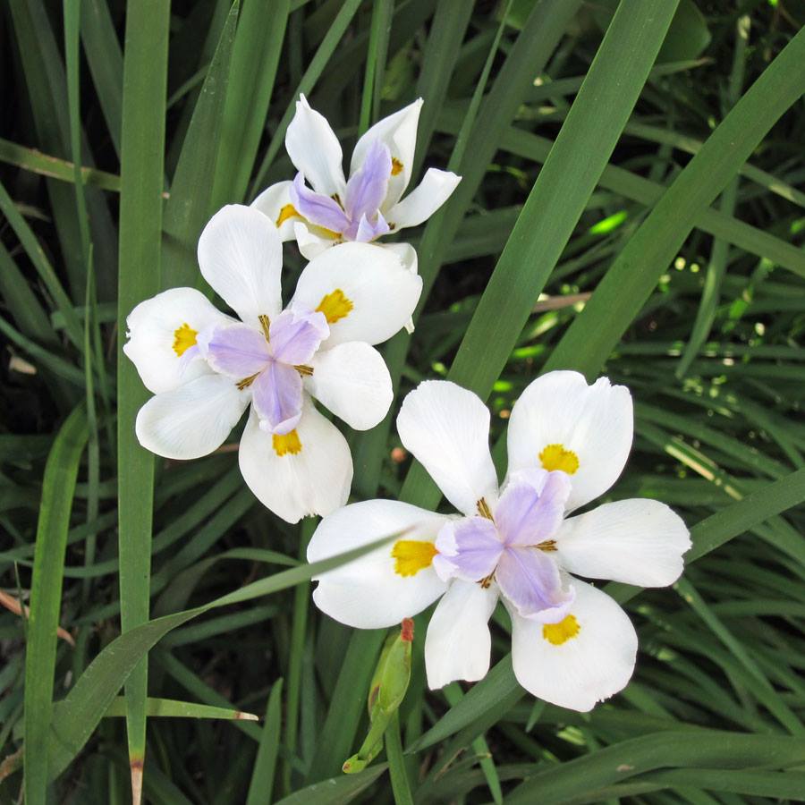 Características e cultivo da Moréia (Dietes Iridioides) - PlantaSonya ...