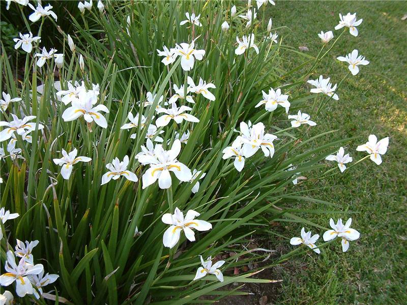 Características e cultivo da Moréia (Dietes Iridioides) - PlantaSonya ...
