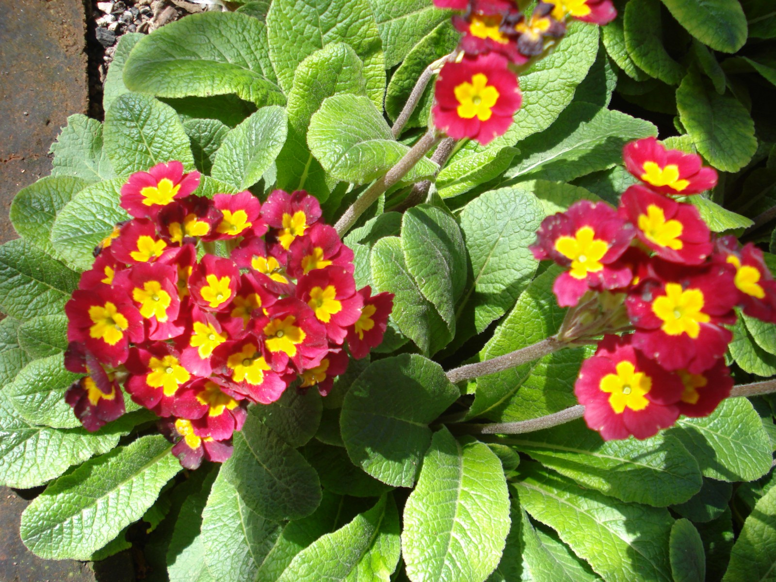 Características e cultivo da Prímula (Primula spp.) - PlantaSonya - O ...