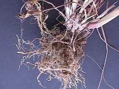 Partes da raíz - PlantaSonya - O seu blog sobre cultivo de plantas e flores