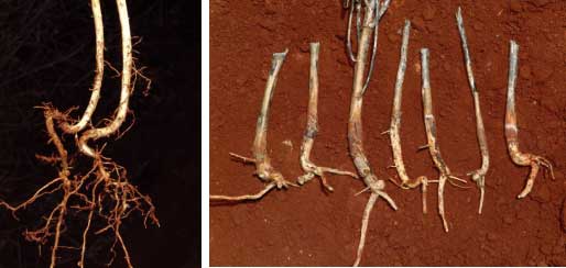 Reino Vegetal - PlantaSonya - O seu blog sobre cultivo de plantas e flores