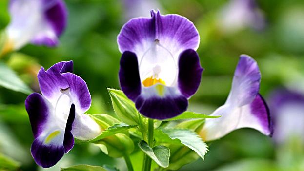 Cultivo da Torênia (Torenia fournieri) - PlantaSonya - O seu blog sobre ...