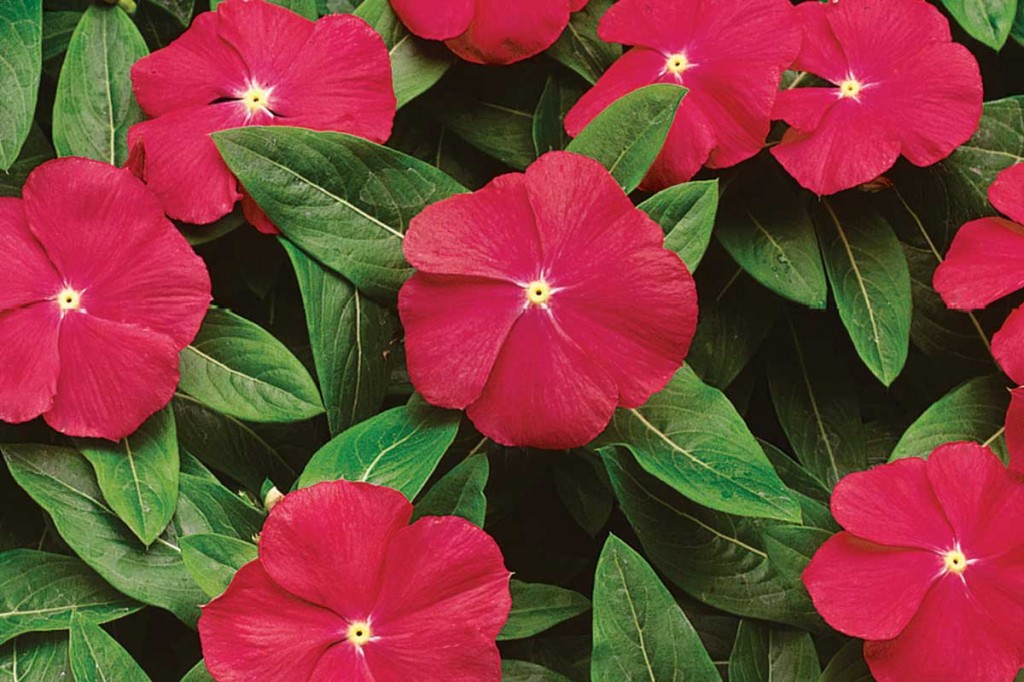 Saiba como cultivar a Vinca colorida (Catharanthus roseus ...