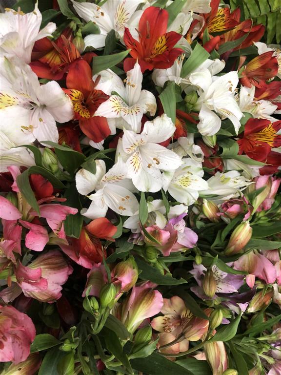 Flores e Folhagens - PlantaSonya - O seu blog sobre cultivo de plantas ...