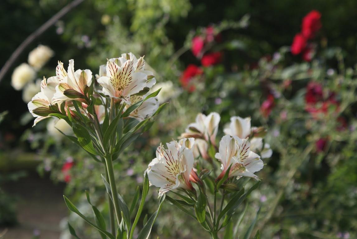Saiba cuidar das Astromélias (Alstroemeria hybrida) - PlantaSonya - O ...