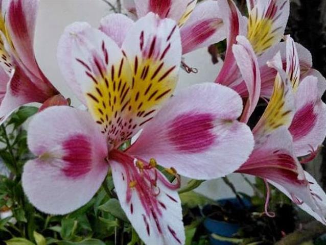 Como cuidar das Astromélias - PlantaSonya - O seu blog sobre cultivo de ...