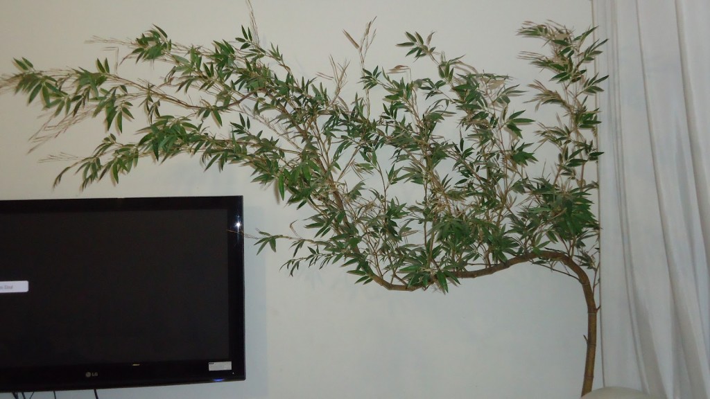 Características – plantio e cultivo do Bambu-mossô (Phyllostachys ...