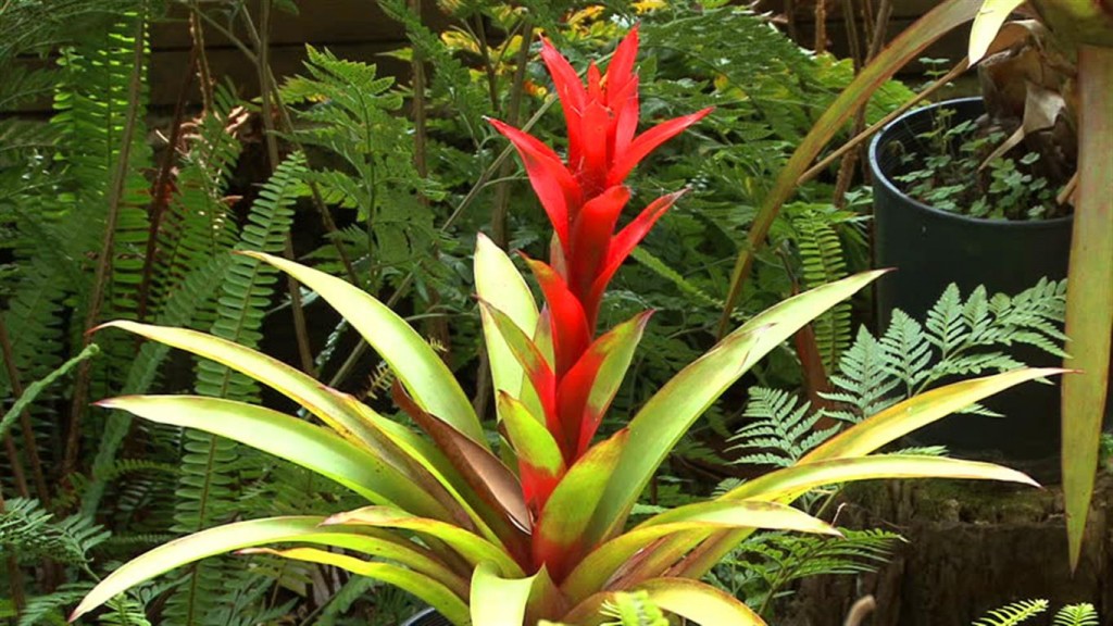 Veja cuidados consideráveis no cultivo de Bromélias - PlantaSonya - O ...