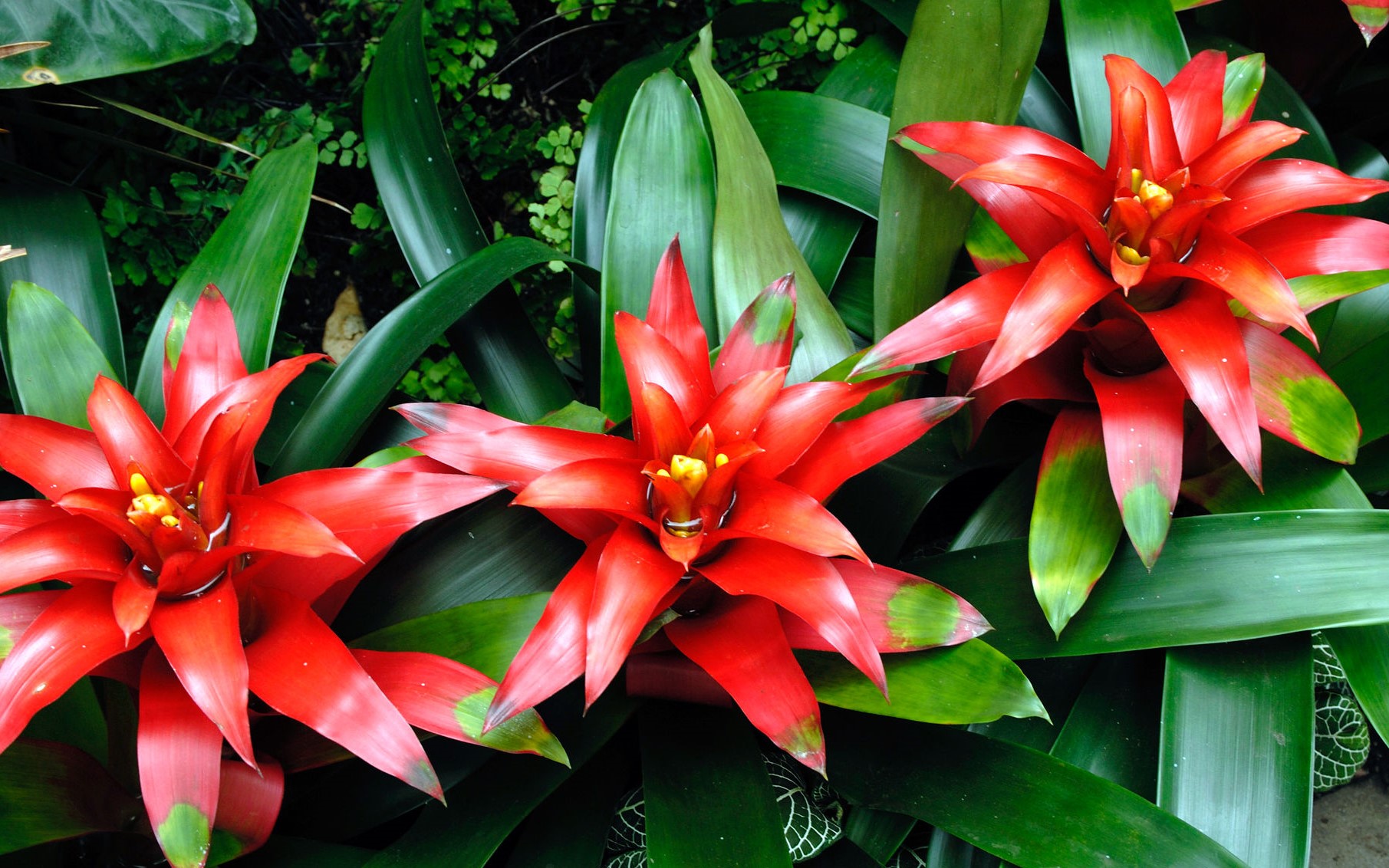 Como cultivar lindas Bromélias - PlantaSonya - O seu blog sobre cultivo ...