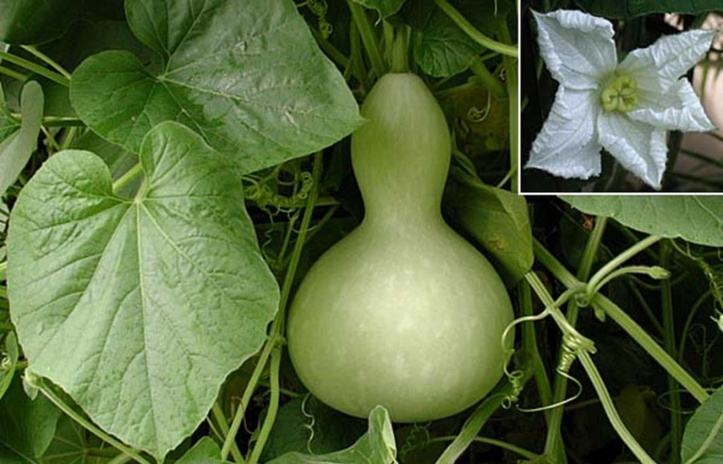 Como cuidar da Cabaça ou Porongo - PlantaSonya - O seu blog sobre ...