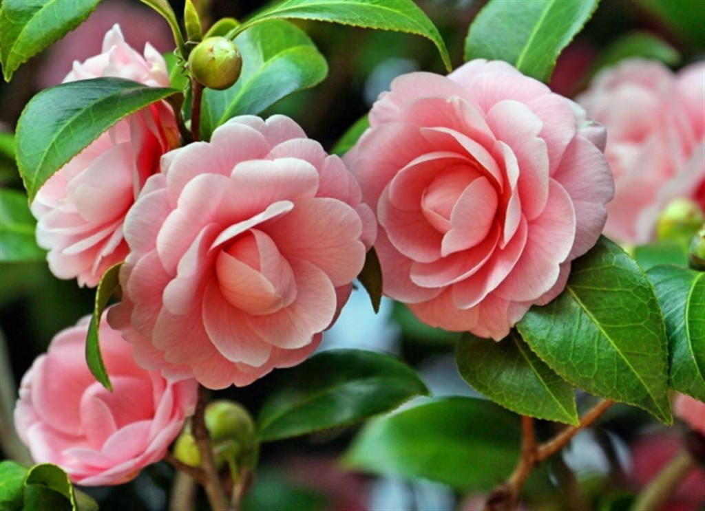 Características da Camélia (Camellia japônica) - PlantaSonya - O seu ...