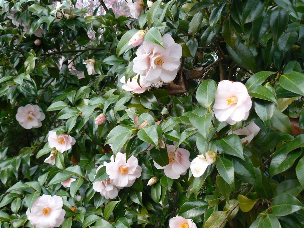 Caméllia japonica – Plantio, cultivo e cuidados - PlantaSonya - O seu ...