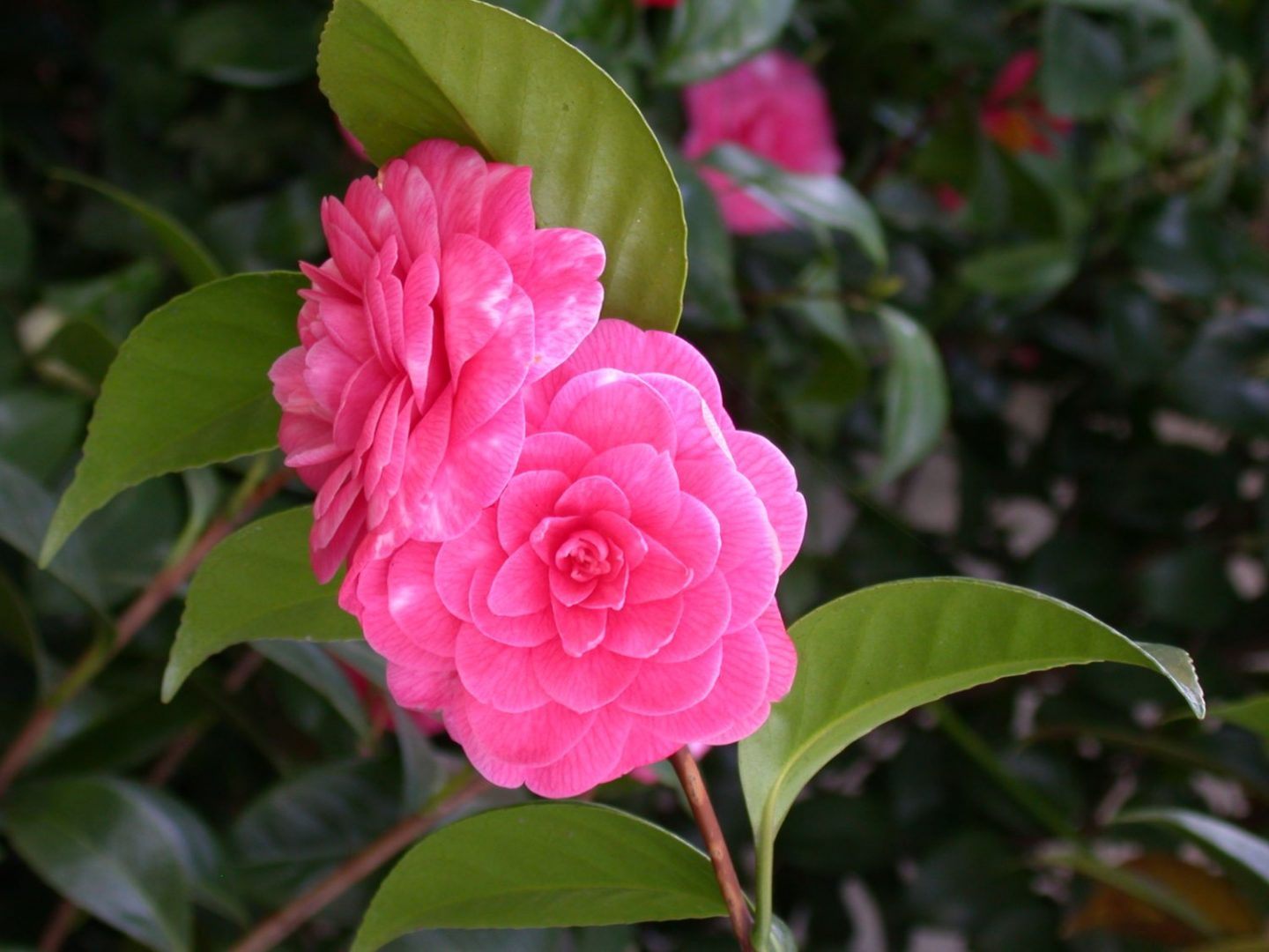 Aprenda como ter Camélias sempre floridas - PlantaSonya - O seu blog ...