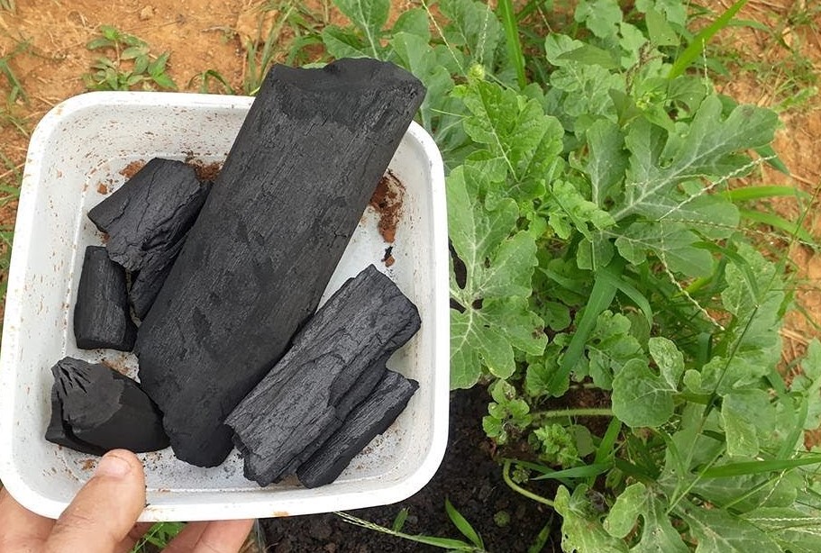 Comece a colocar carvão nos vasos de plantas - PlantaSonya - O seu blog ...