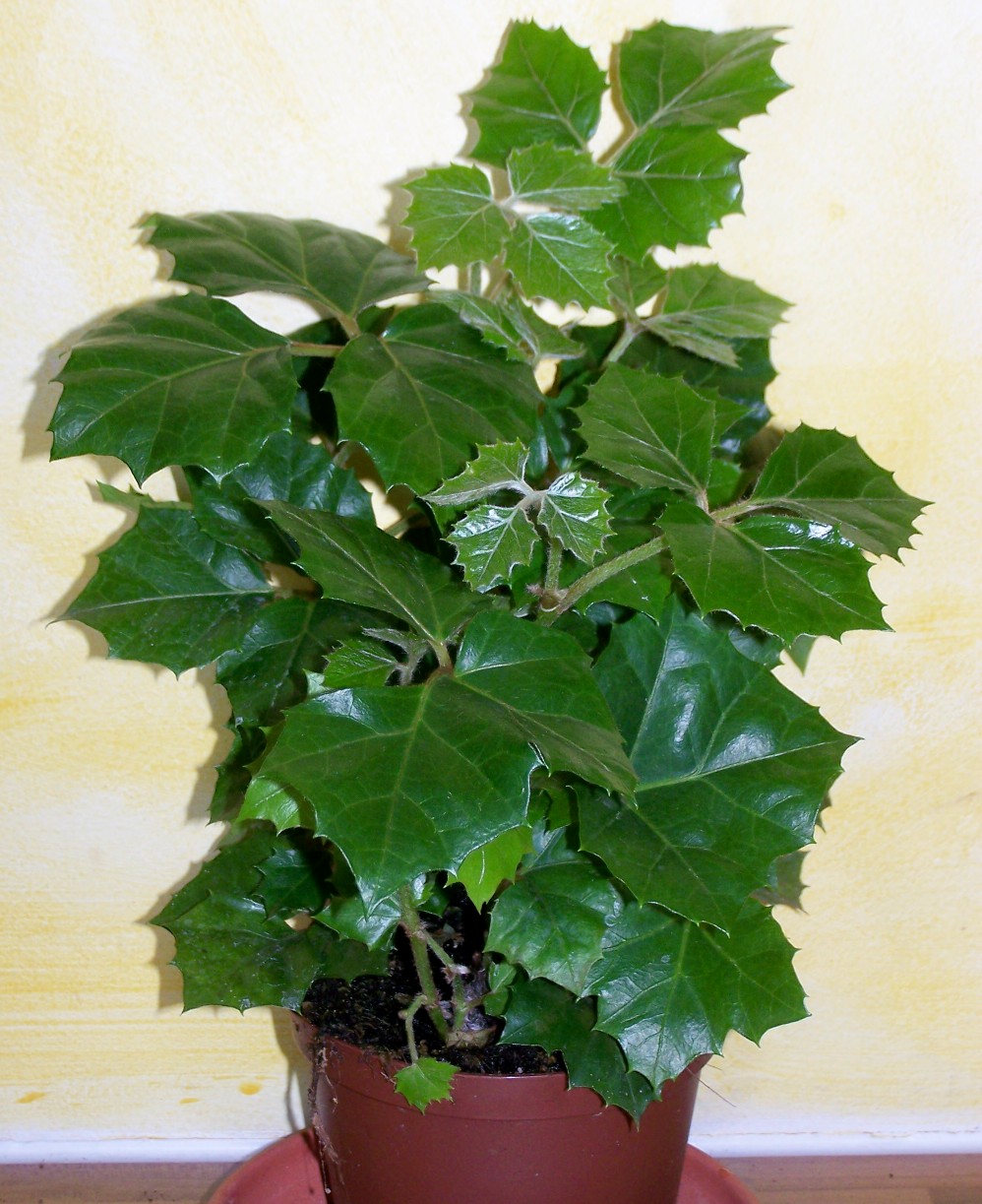 Cipó-uva – (Cissus rhombifolia) - PlantaSonya - O seu blog sobre ...