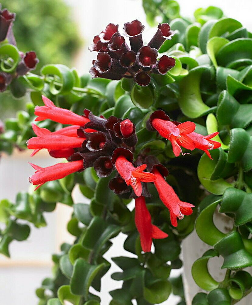 Características da Columéia crespa (Aeschynanthus rasta) - PlantaSonya ...