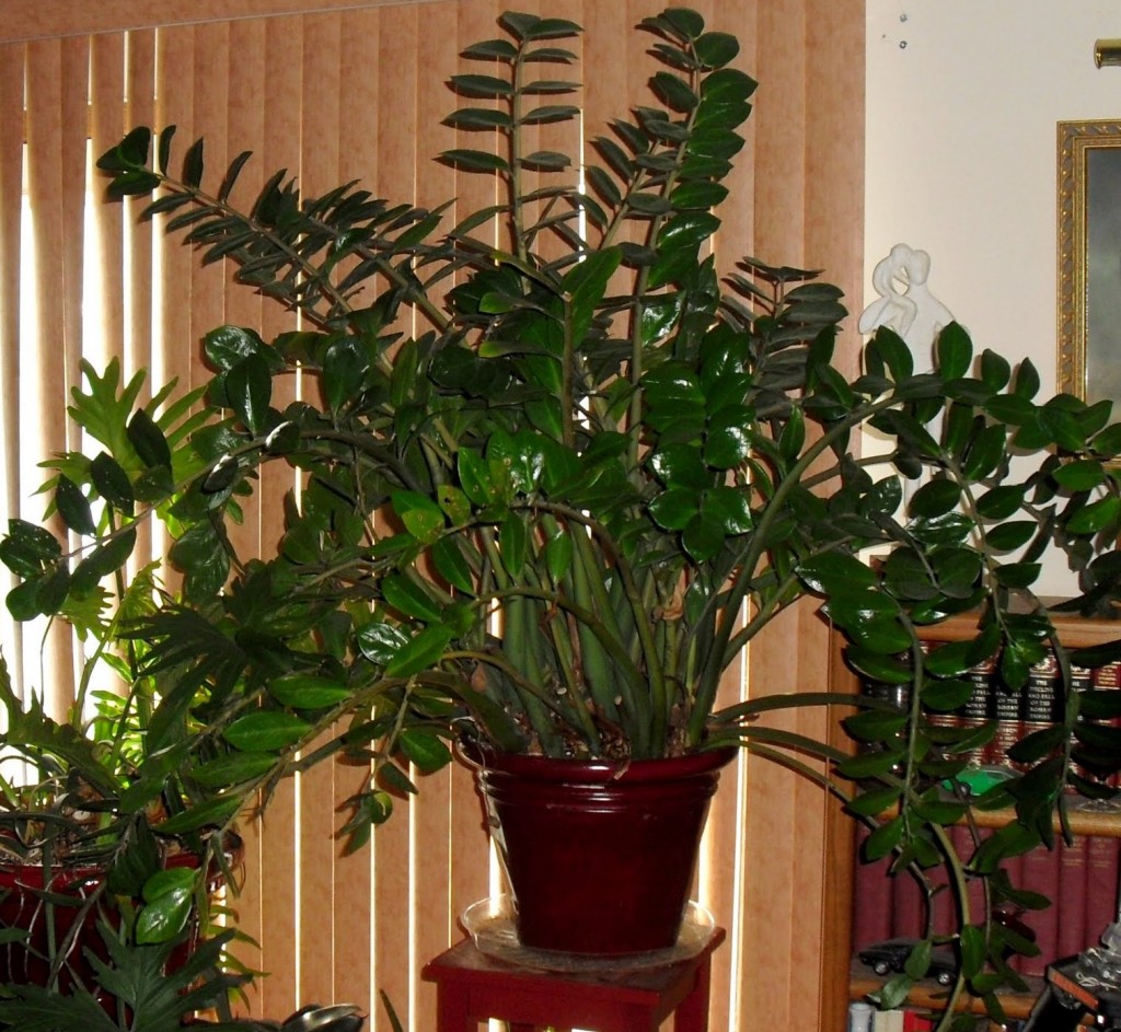 Características e cultivo da Zamioculca (Zamioculcas Zamiifolia ...