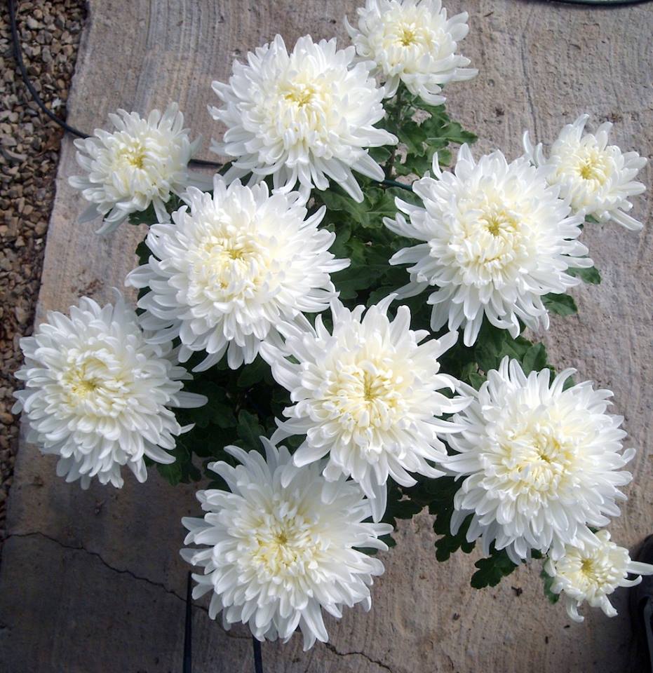 Crisântemo (Dendranthema grandiflorum) – Uma planta de fácil cultivo ...