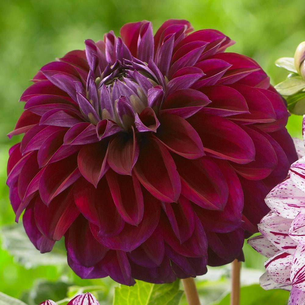 Como plantar dálias passo a passo - PlantaSonya - O seu blog sobre ...