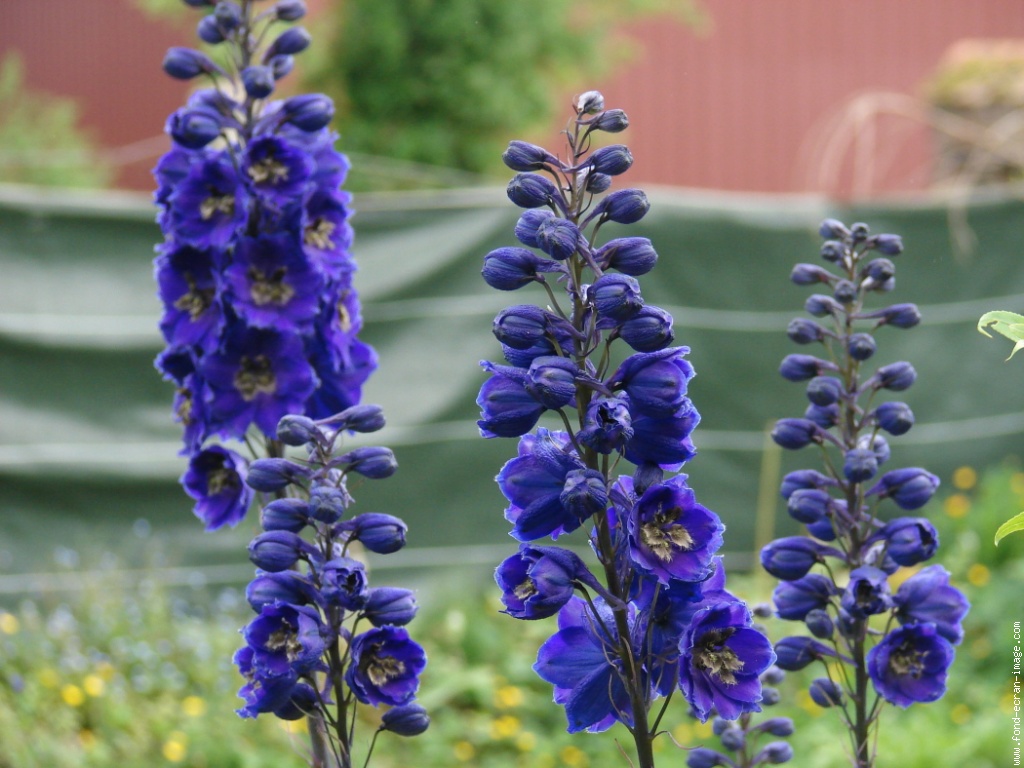 Como cuidar de um Delfínio (Delphinium ajacis) - PlantaSonya - O seu ...