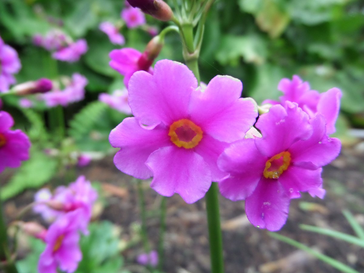 Como cuidar de um Delfínio (Delphinium ajacis) - PlantaSonya - O seu ...
