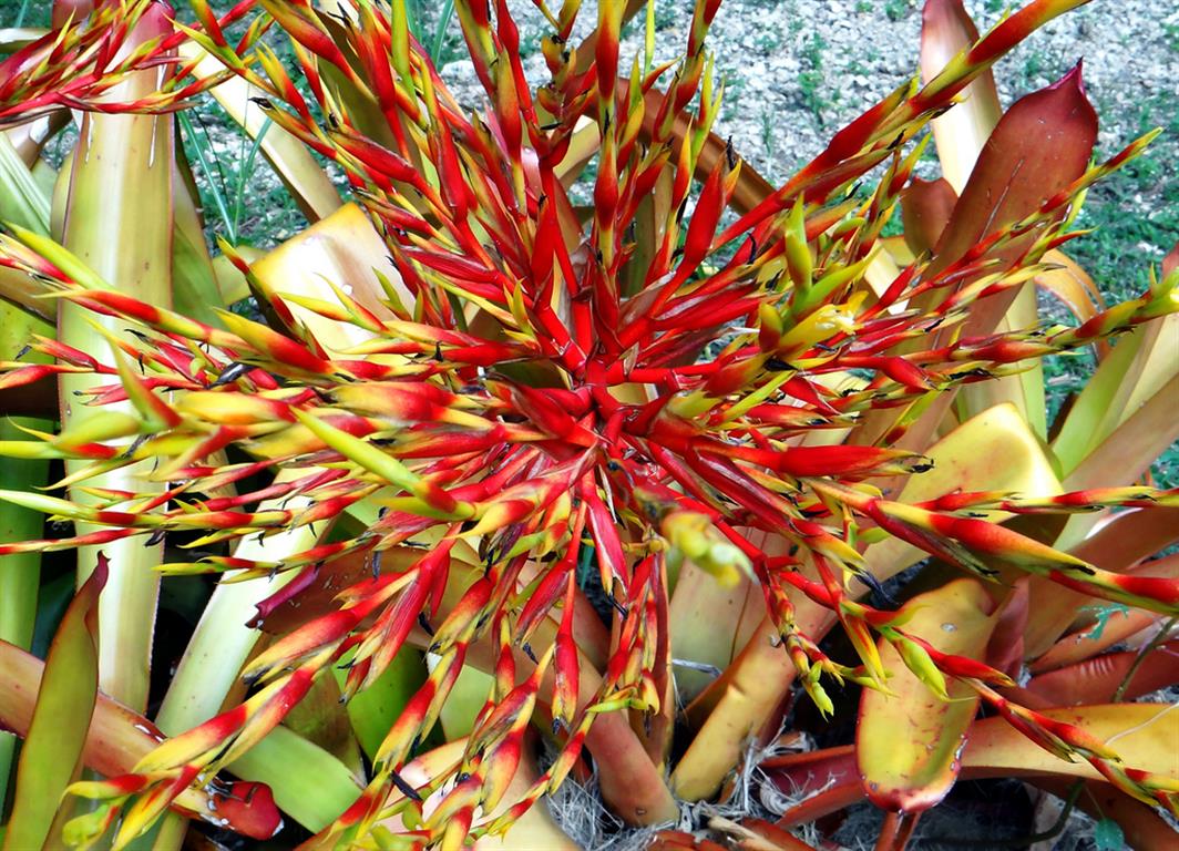 Características e cultivo da Bromélia Porto-seguro (Aechmea ...