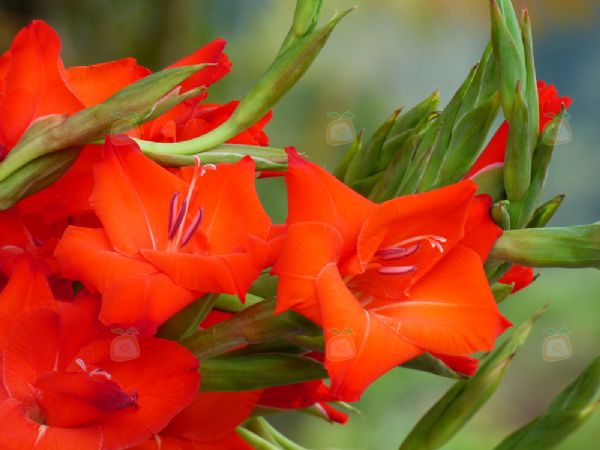 Características e cultivo do Gladíolo (Gladiolus hortulanus ...