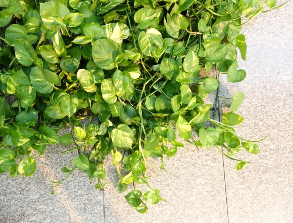 Planta Jibóia (Epipremnum) – Como cuidar - PlantaSonya - O seu blog ...