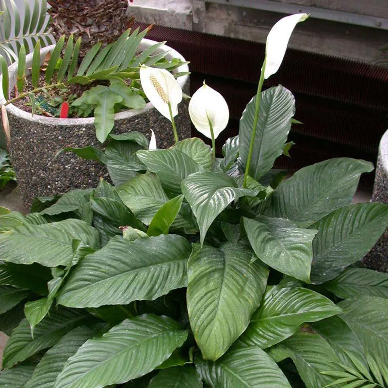 Passo a passo como cuidar do Lírio-da-paz (Spathiphyllum wallisii ...