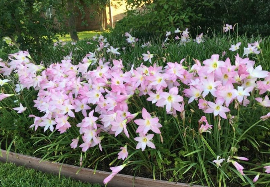 Características e cultivo do Lírio da chuva (Habranthus robustus ...