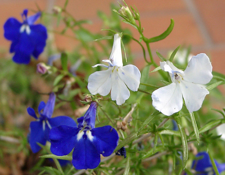 Características da flor Lobélia (Lobelia erinus) - PlantaSonya - O seu ...