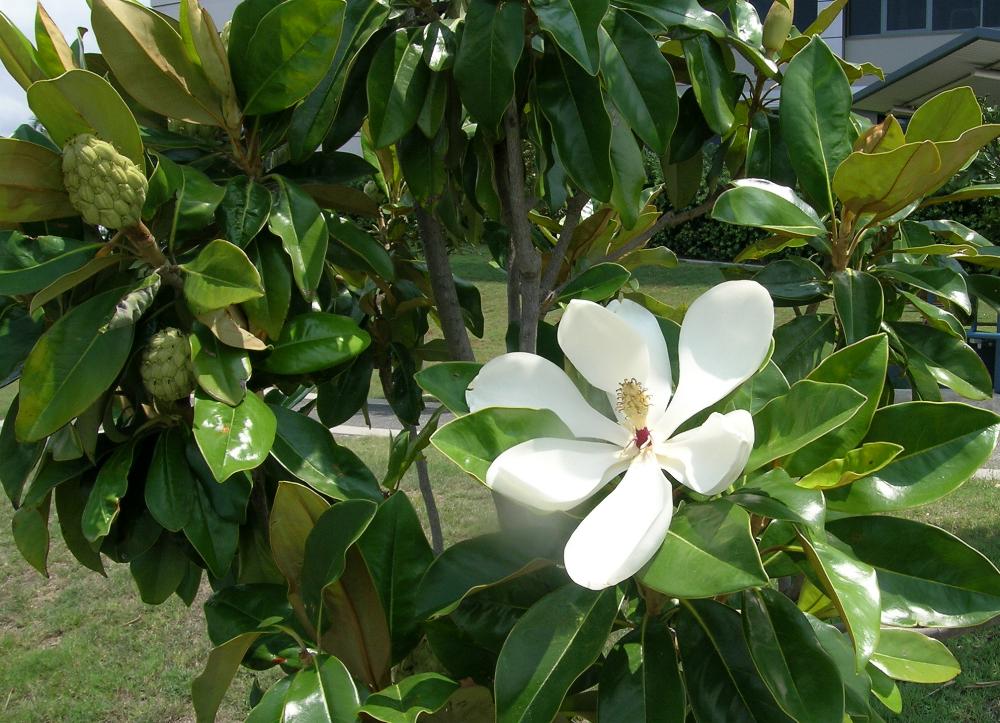 Características e cultivo da Magnólia (Magnolia liliflora ...